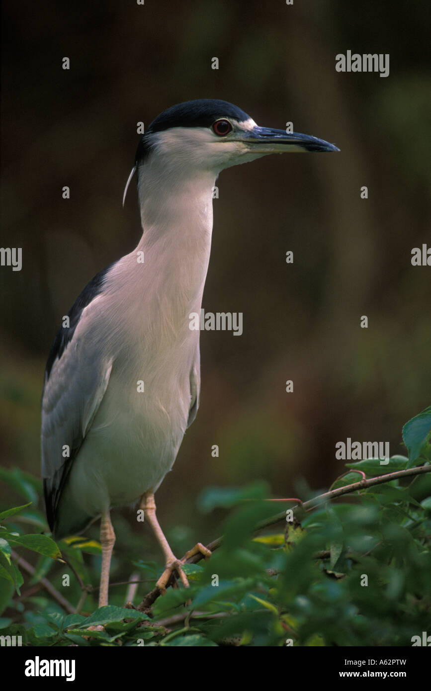 Black crowned Night Heron Nycticorax nycticorax Louisiana Stock Photo ...
