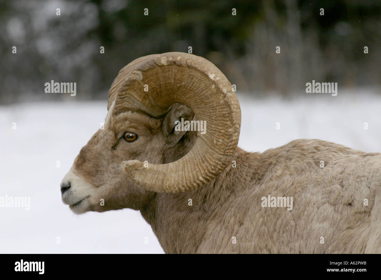 Big horn sheep; ovis canadensis Stock Photo - Alamy