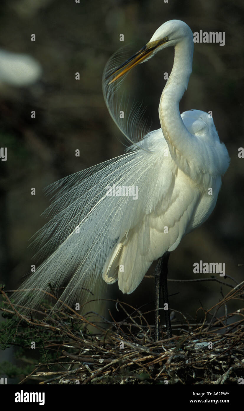 Breeding colors of egrets hi-res stock photography and images - Alamy