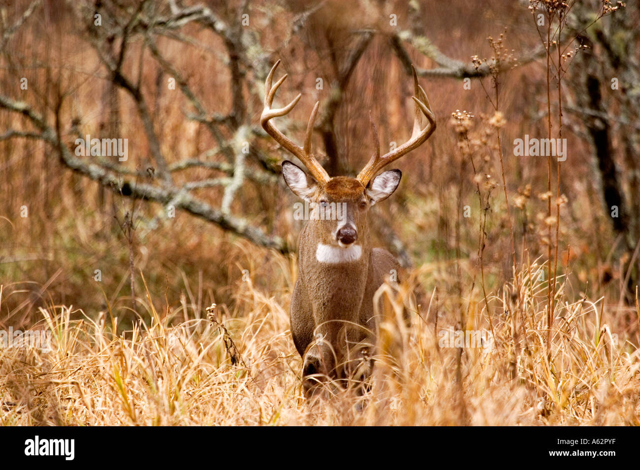 Alert Whitetail Buck Stock Photo - Alamy