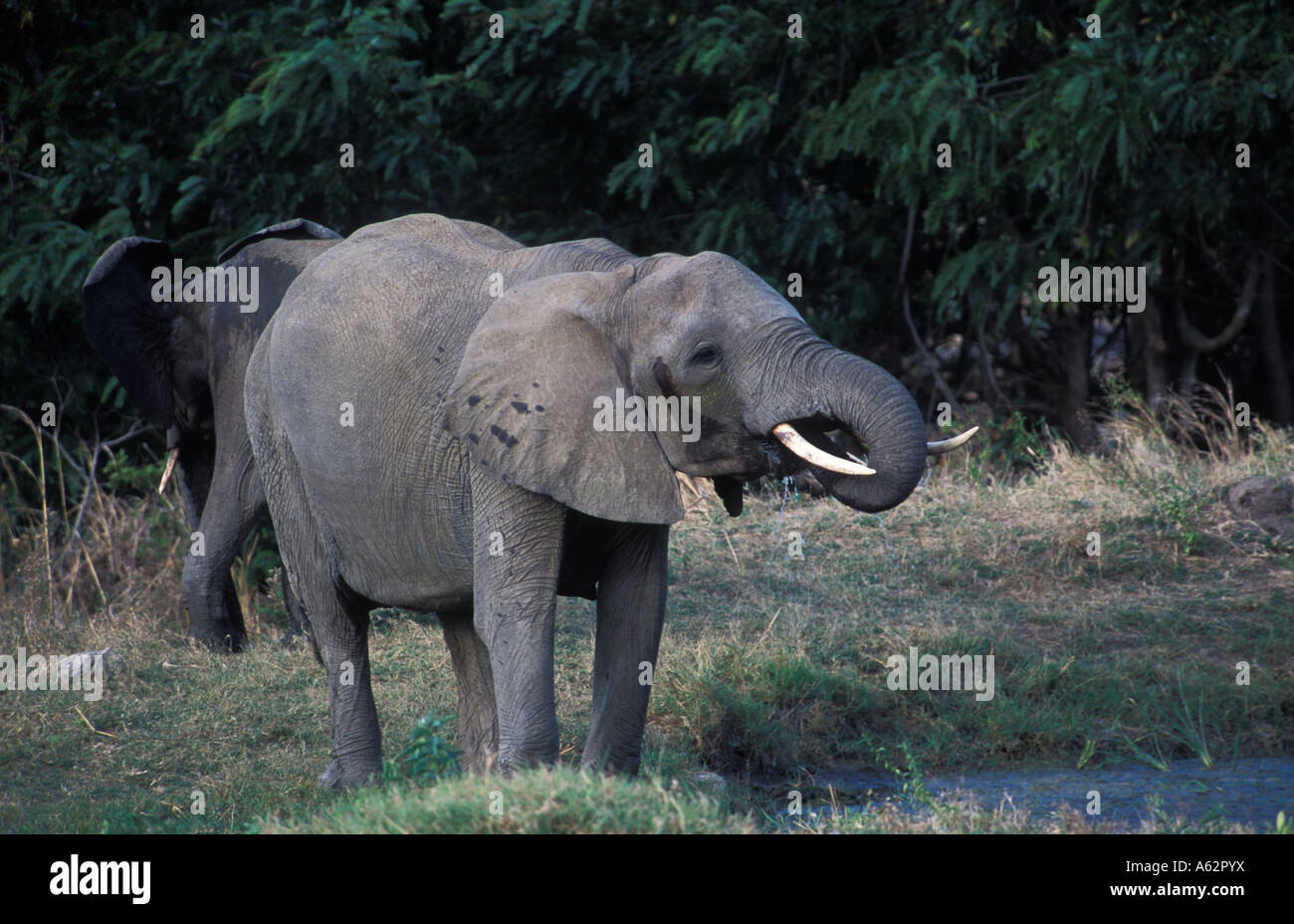 Savanna elephant drinking Loxodonto africana africana Mikumi National ...