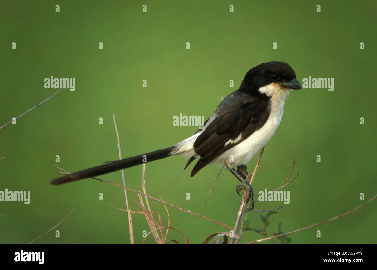 Long-tailed fiscal Lanius cabanisi Mikumi National Park Tanzania Stock ...