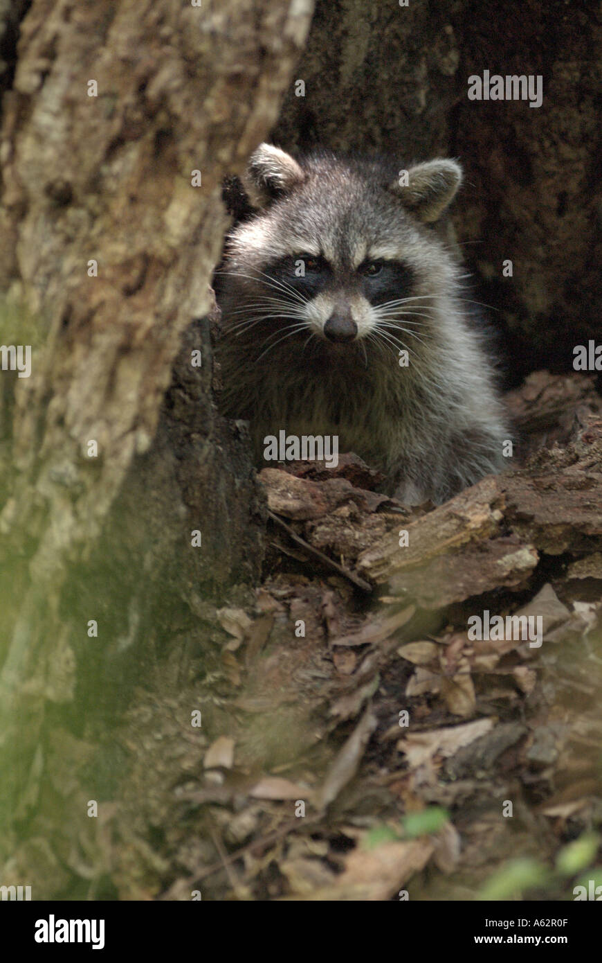 Raccoon in tree stump hi-res stock photography and images - Alamy