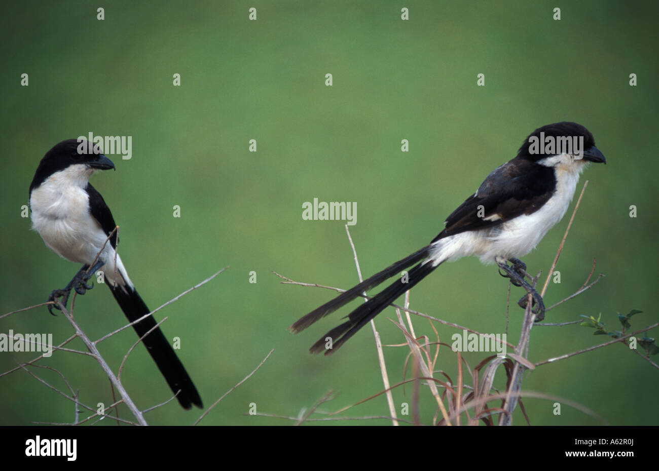 Long tailed fiscal Lanius cabanisi Mikumi National Park Tanzania Stock ...