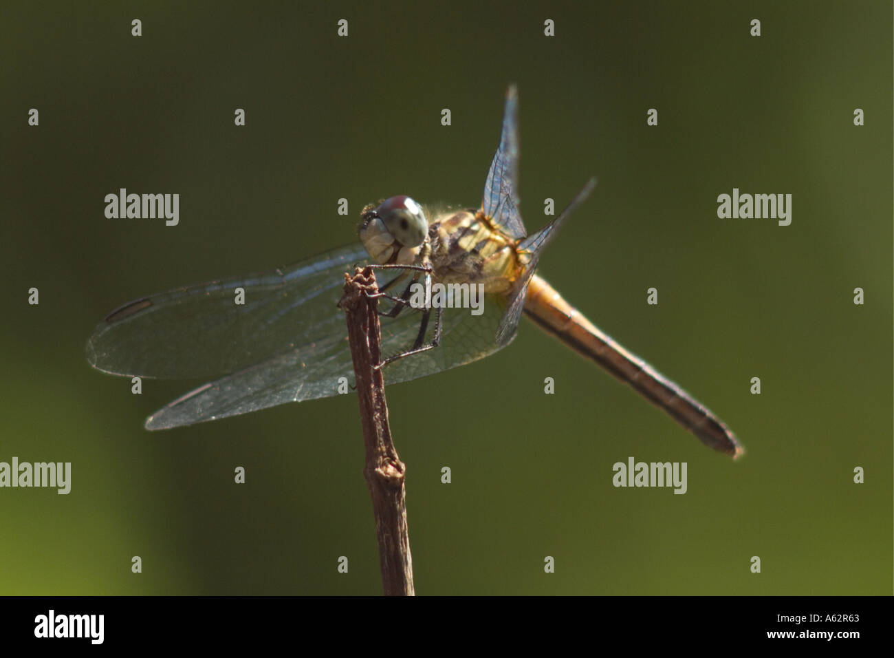 dragonfly insects bugs Stock Photo - Alamy