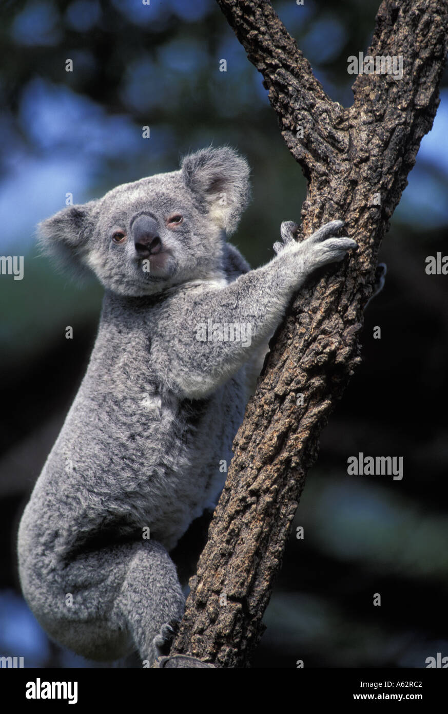 Australia NSW Koala Bear Phascolarctos cinereus sits in eucalyptus tree ...