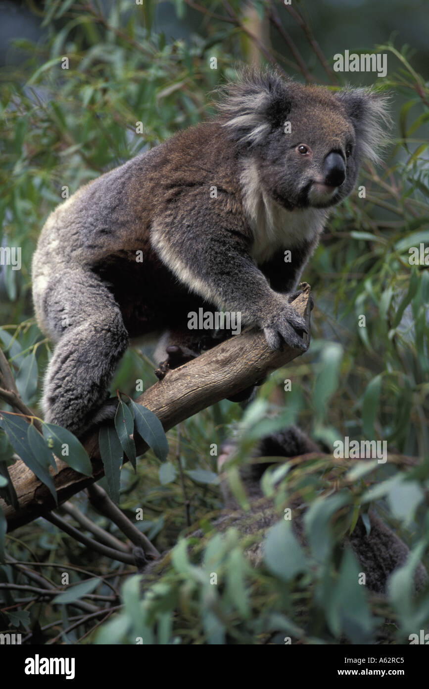 Australia NSW Koala Bear Phascolarctos cinereus sits in eucalyptus tree ...