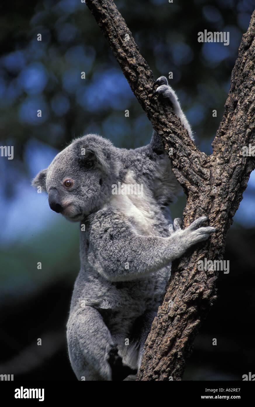 Australia NSW Koala Bear Phascolarctos cinereus sits in eucalyptus tree ...