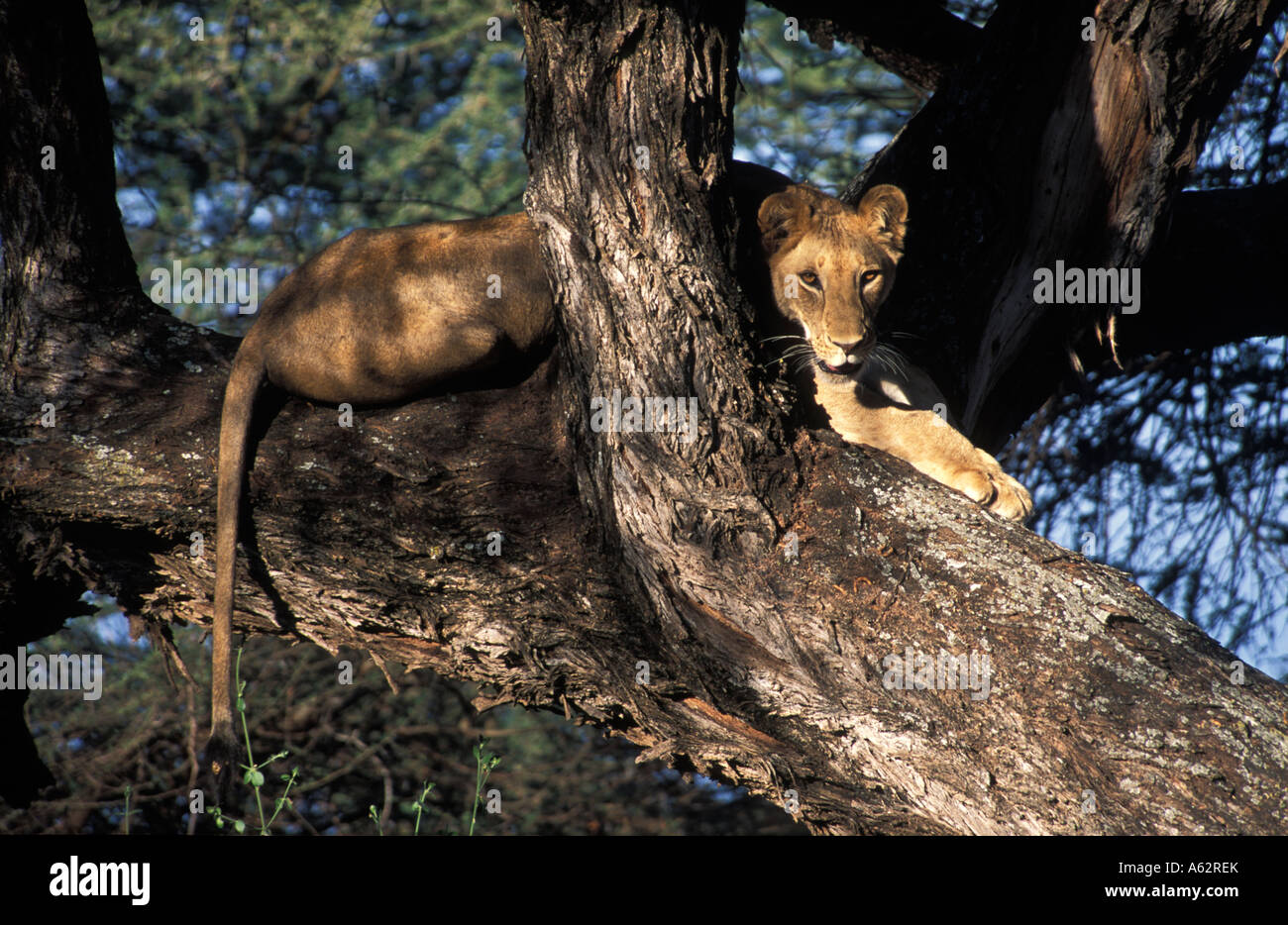 Manyara national park and lions hi-res stock photography and images - Alamy