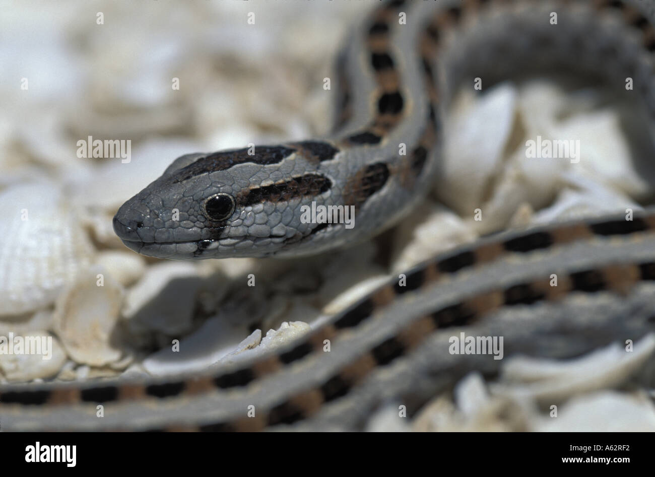 Lipidopodus hi-res stock photography and images - Alamy