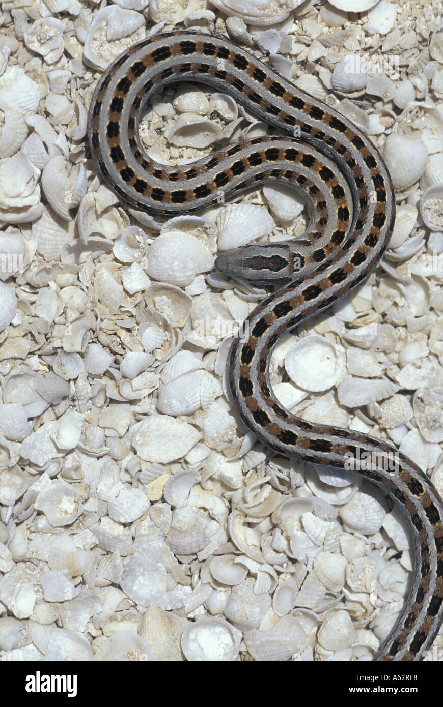 Lipidopodus hi-res stock photography and images - Alamy