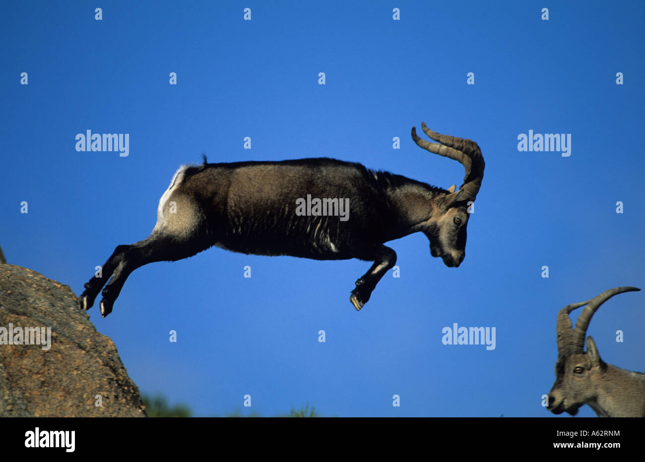 Spanish Ibex Capra pyrenaica Jumps Spain IUCN vulnerable Lives in ...