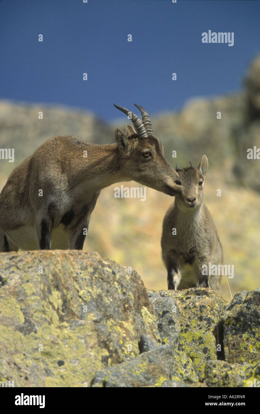 Spanish Ibex (Capra pyrenaica) Mother and Young - Spain - IUCN ...