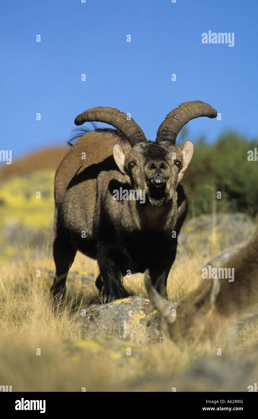 Spanish Ibex Capra pyrenaica Male displaying tongue in rut, courtship ...