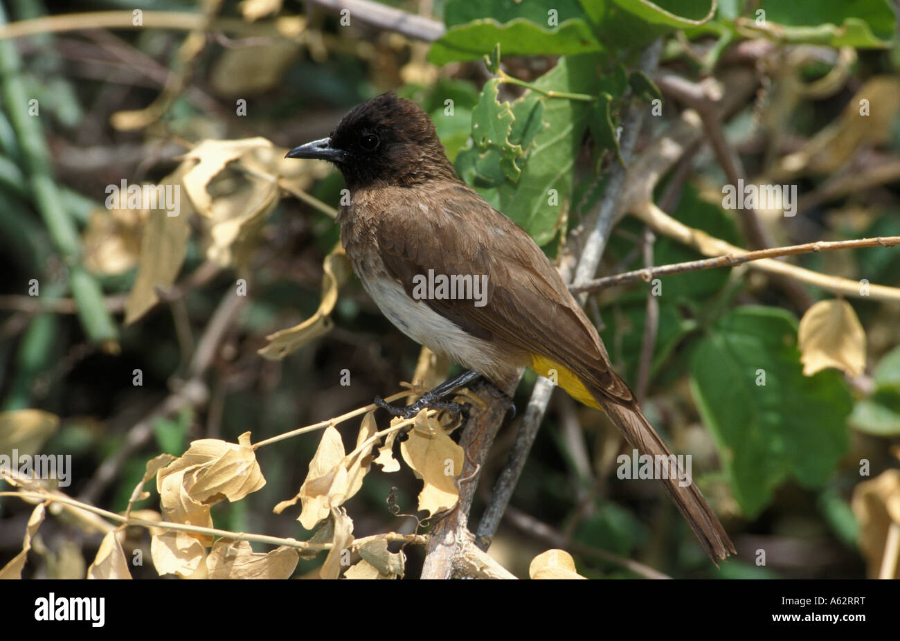 Common bulbul Pycnonotus barbatus Ngorongoro conservation area Tanzania ...