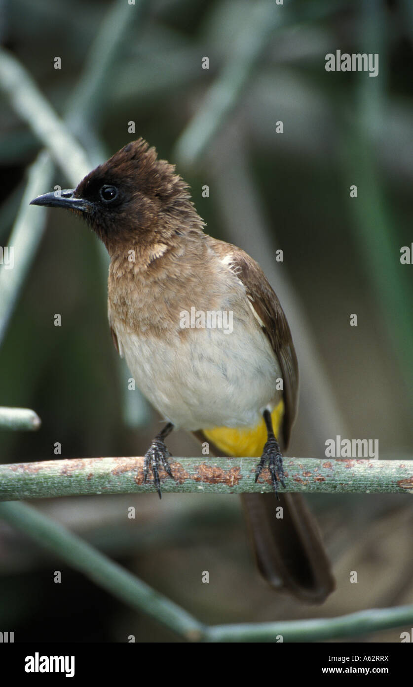 Common bulbul Pycnonotus barbatus Ngorongoro conservation area Tanzania ...