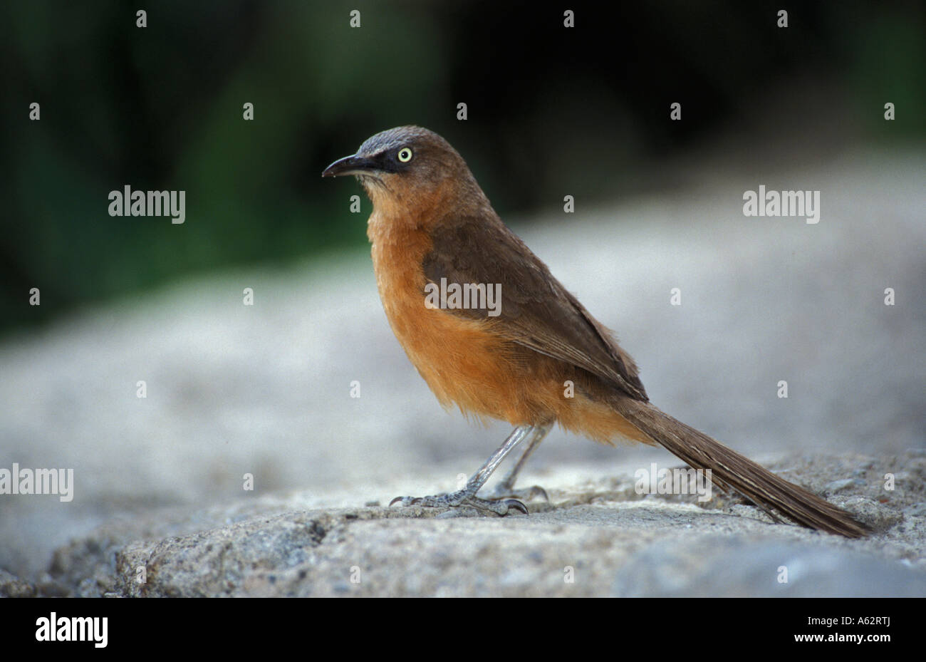 Rufous chatterer Turdoides rubiginosa Ngorongoro conservation area ...