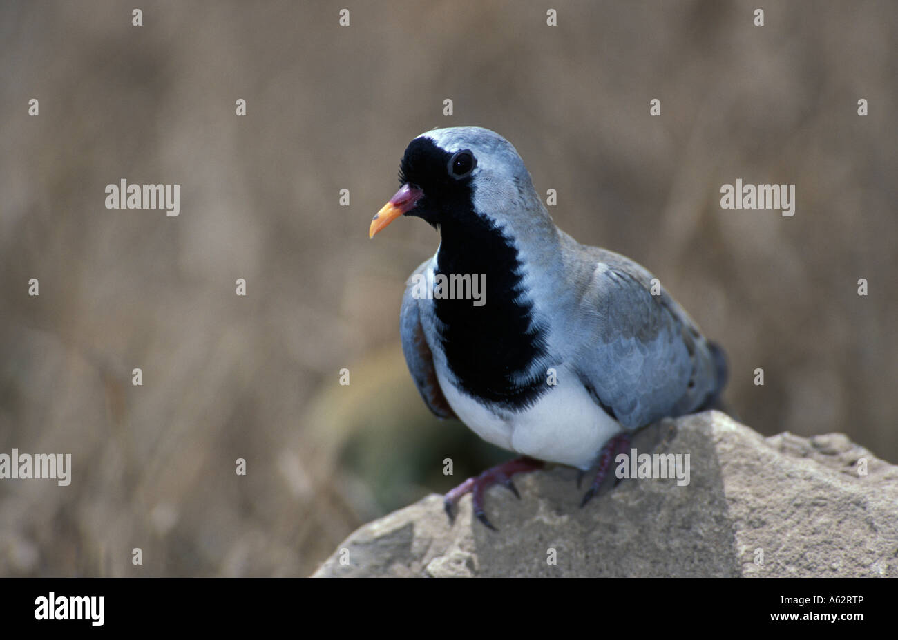 Namaqua doves hi-res stock photography and images - Alamy
