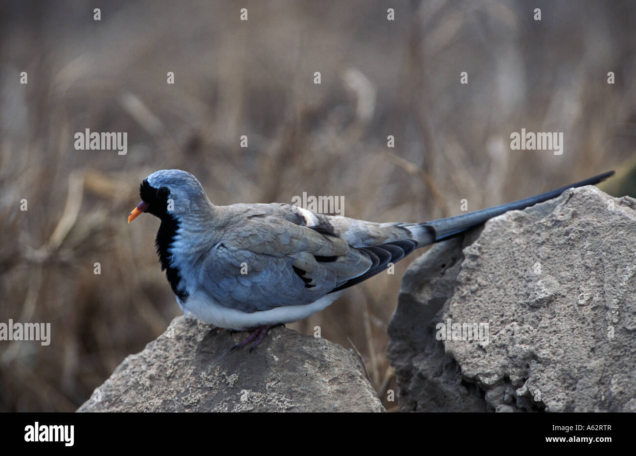 Namaqua doves hi-res stock photography and images - Alamy