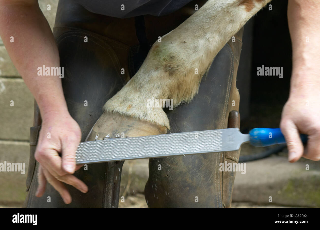 Farrier shoeing a horse on a farm in Lancashire Stock Photo - Alamy