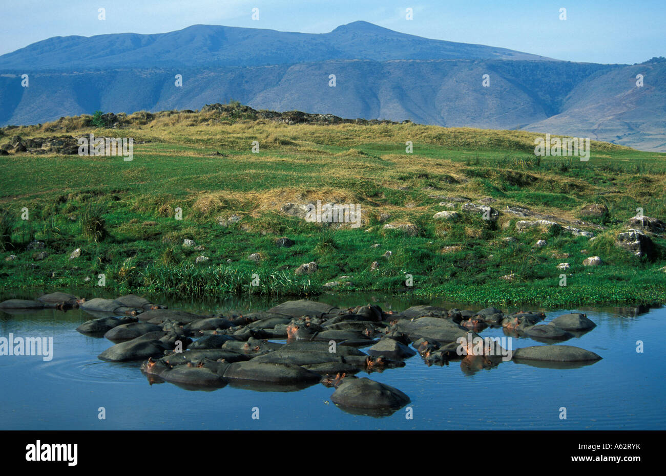Hippopotamus Hippopotamus amphibius Ngorongoro Conservation Area ...