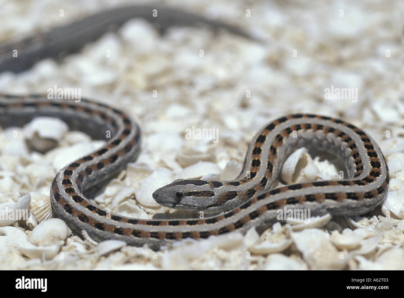 Lipidopodus hi-res stock photography and images - Alamy