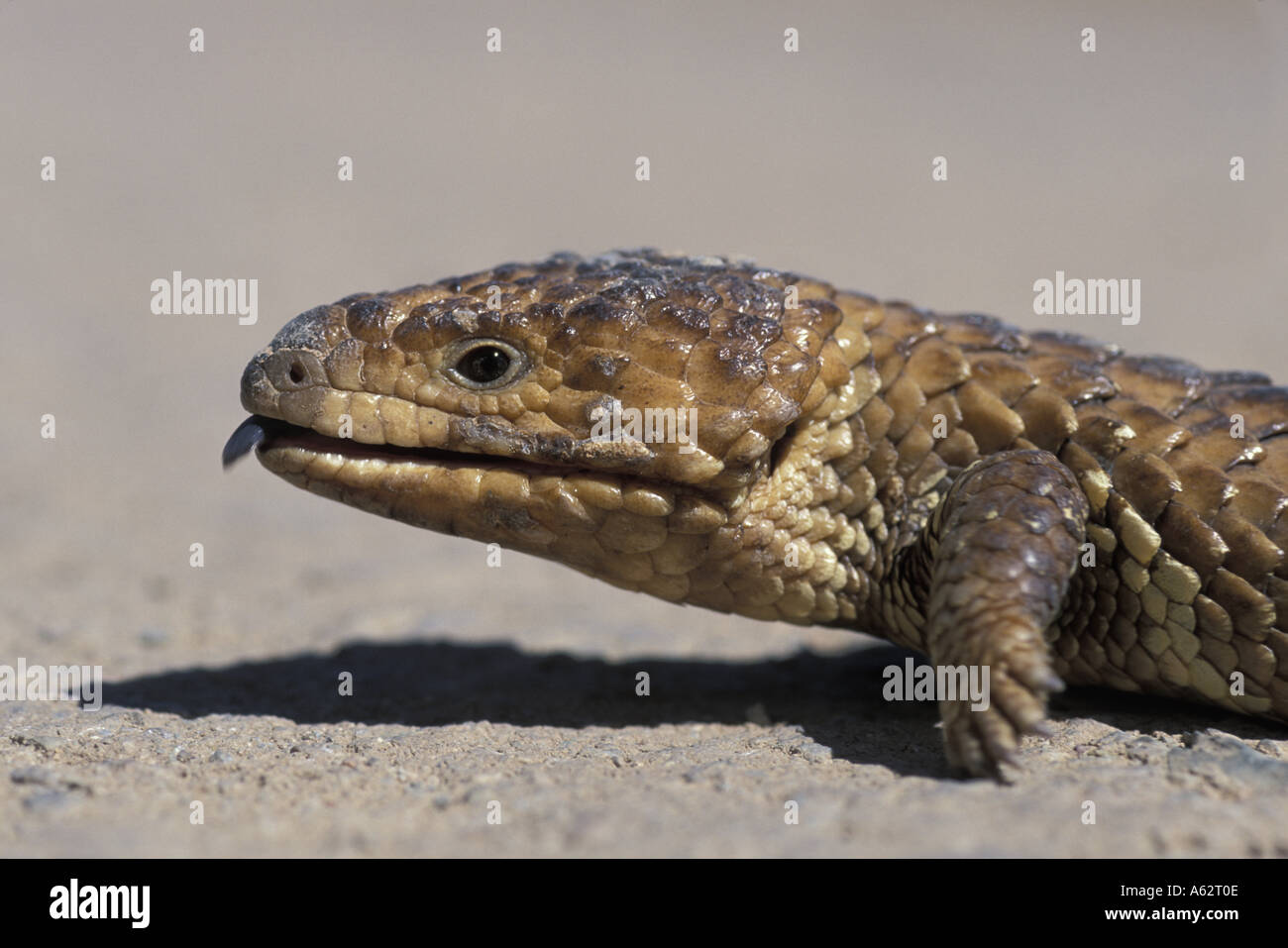 Australia South Australia Flinders Range National Park Shingleback ...