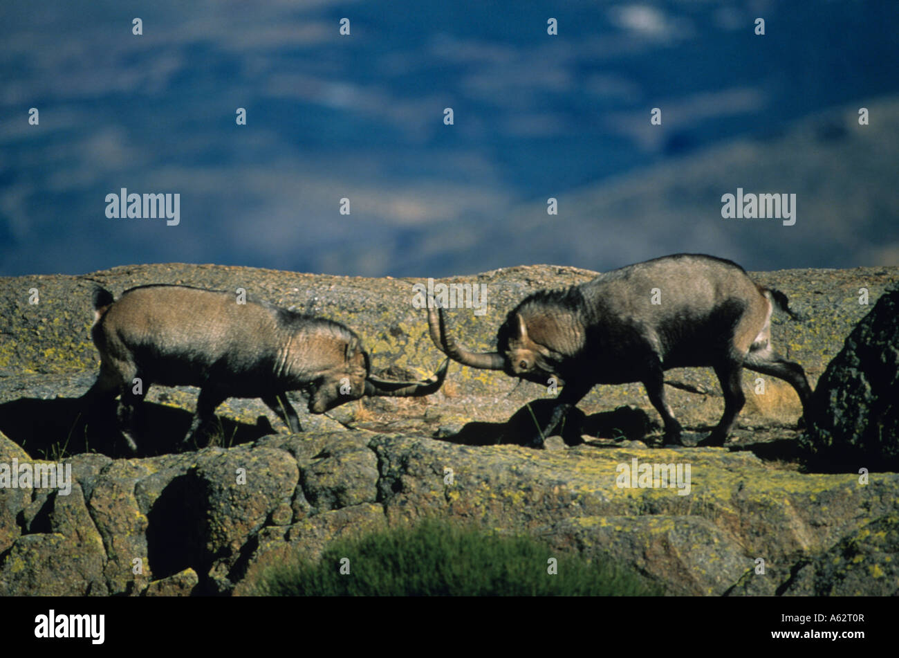 Spanish Ibex Capra pyrenaica Males fighting during rut Spain I U C N ...
