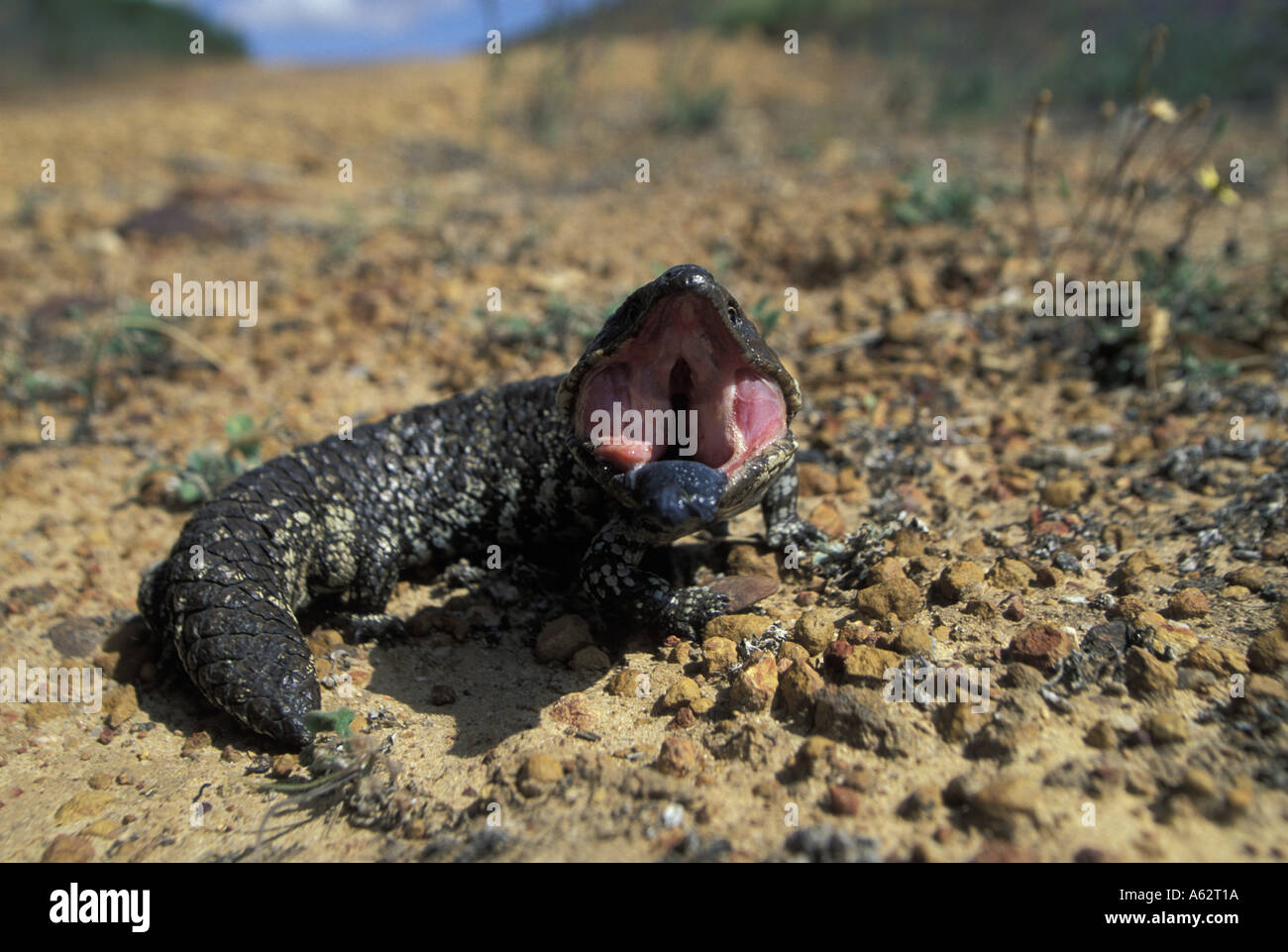 Close up of shingleback lizard hi-res stock photography and images - Alamy