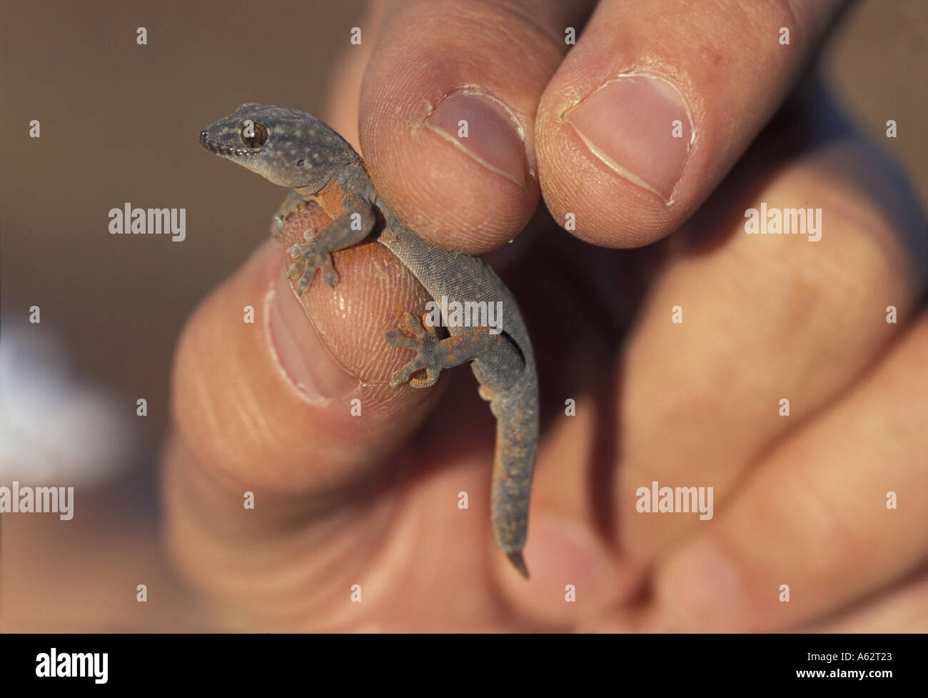 Australia West Australia Variegated dtella gecko Gehyra variegata in ...