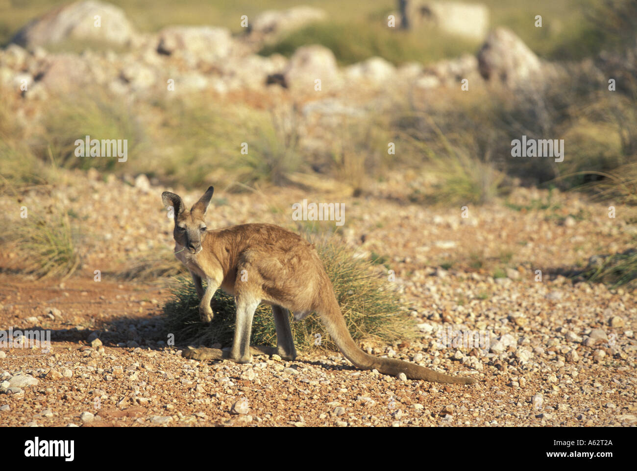 Barrow island australia hi-res stock photography and images - Alamy