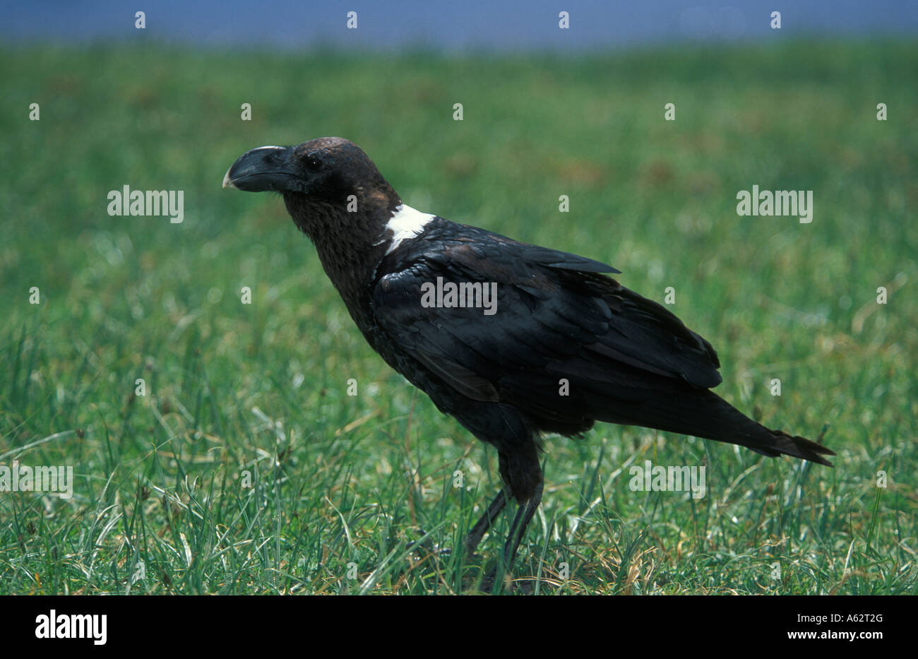 African white necked raven corvus albicollis hi-res stock photography ...