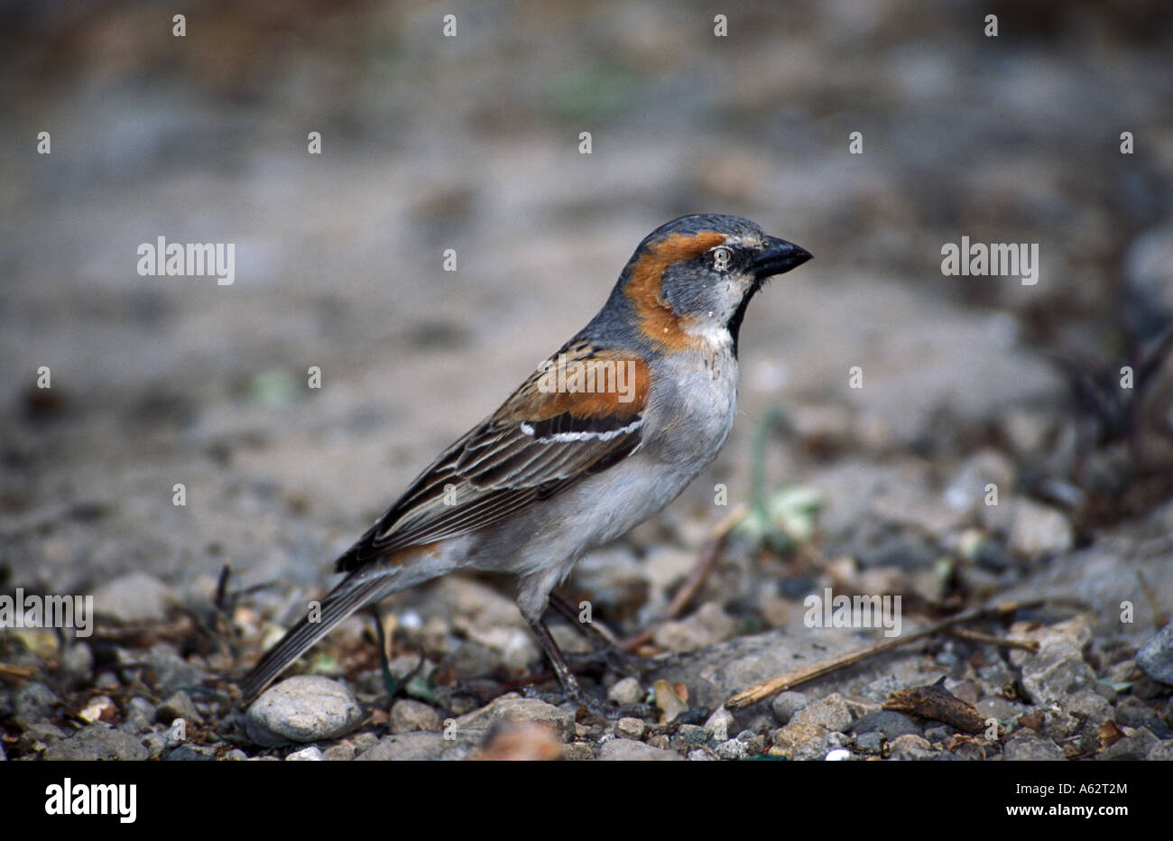 Kenya Rufous sparrow Passer rufocinctus is endemic to Kenya and ...