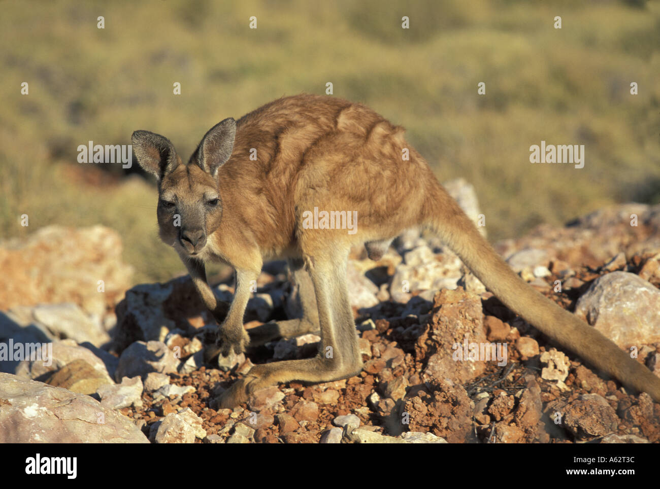 Barrow island australia hi-res stock photography and images - Alamy