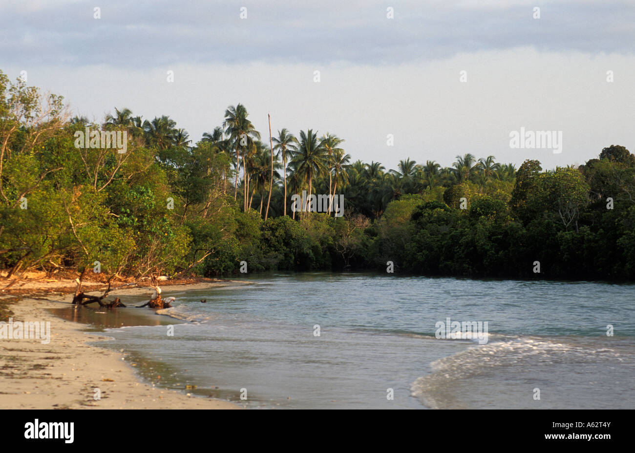 mangroves and palm-lined beach Pangani Tanzania Stock Photo - Alamy