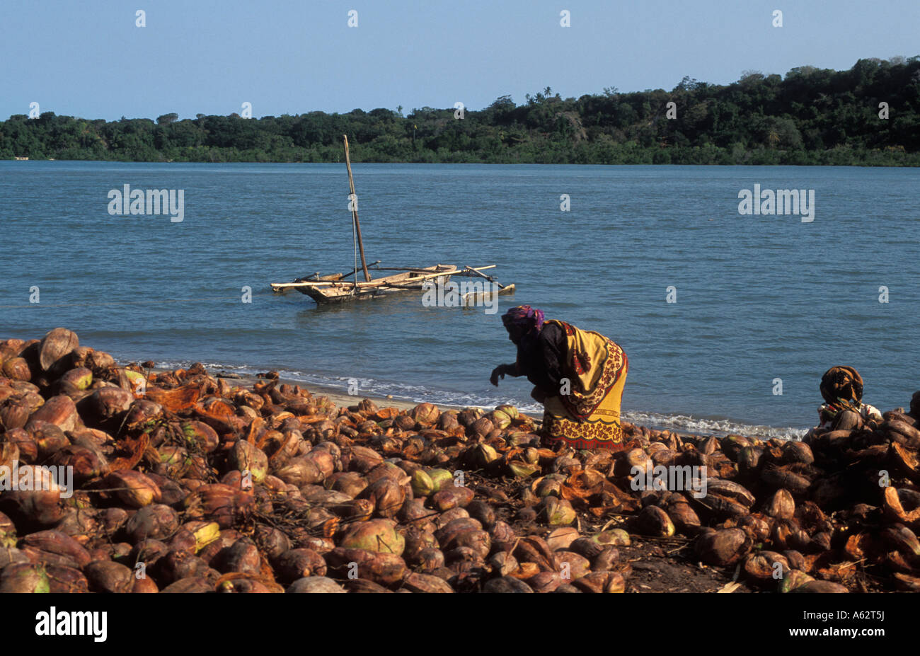 coconut farming Pangani Tanzania Stock Photo - Alamy