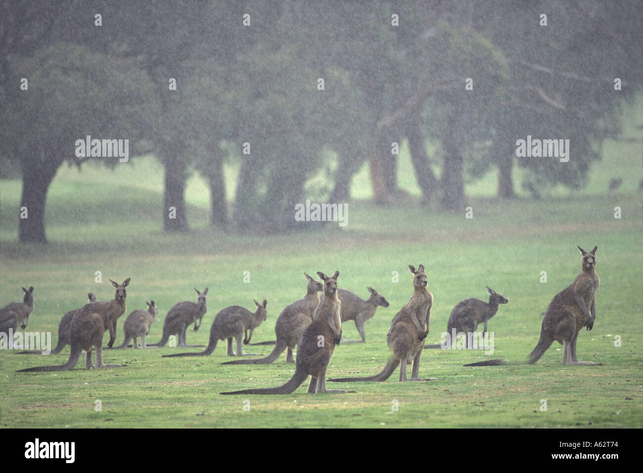Australia Victoria Kangaroos Macropus sp gather along fairway at ...