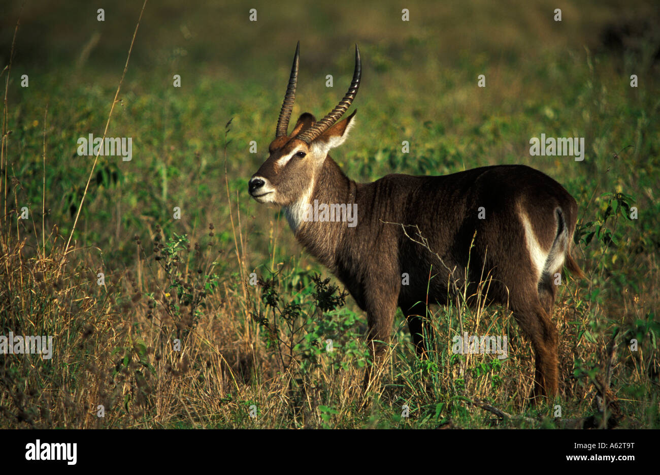 Tanzania waterbucks hi-res stock photography and images - Alamy