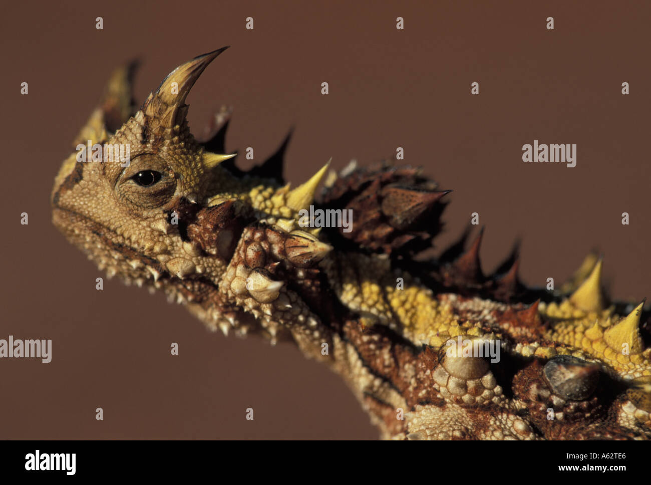 Australia Western Australia Thorny Devil Moloch horidus in red desert ...