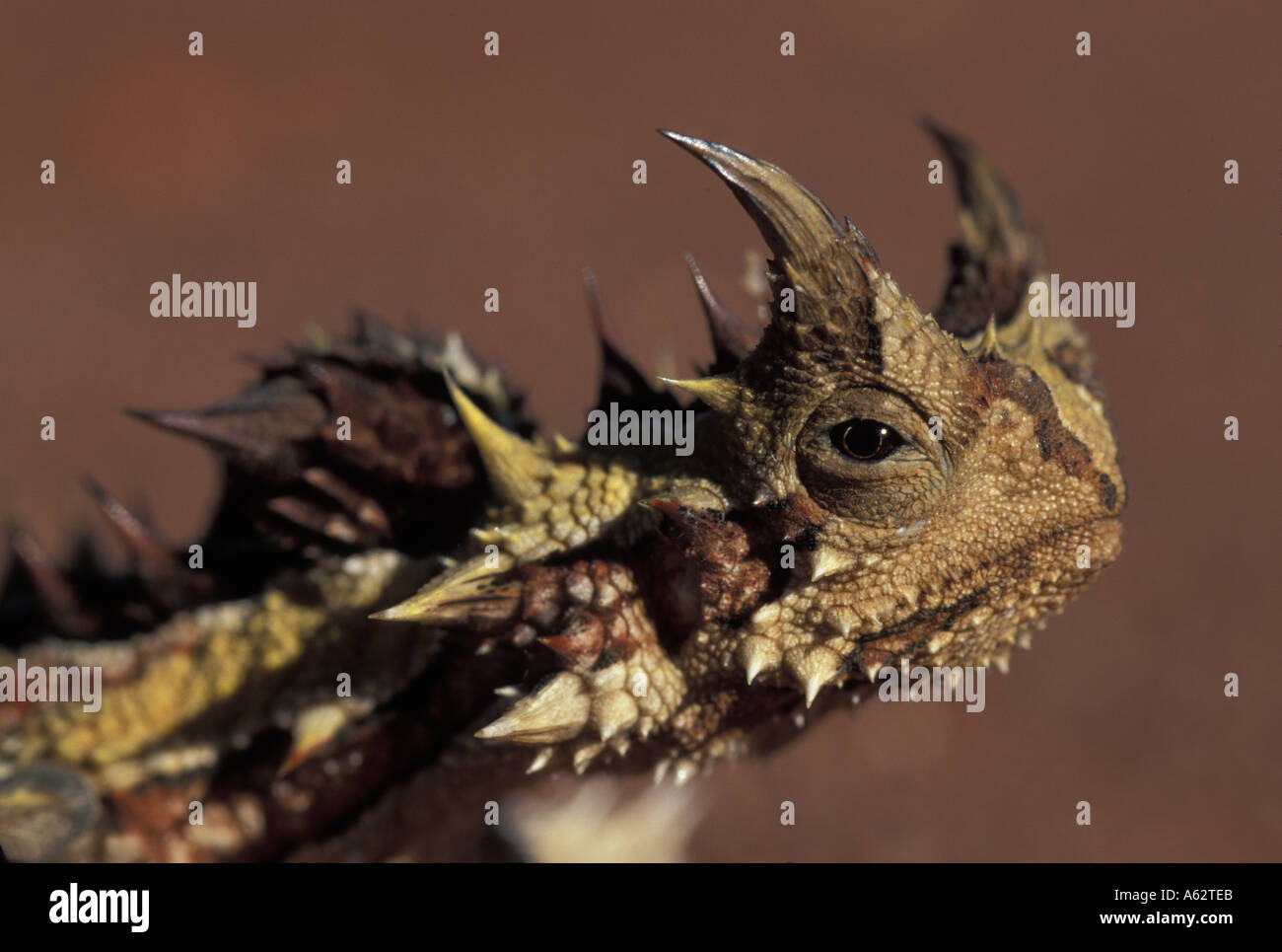 Australia Western Australia Thorny Devil Moloch horidus in red desert ...