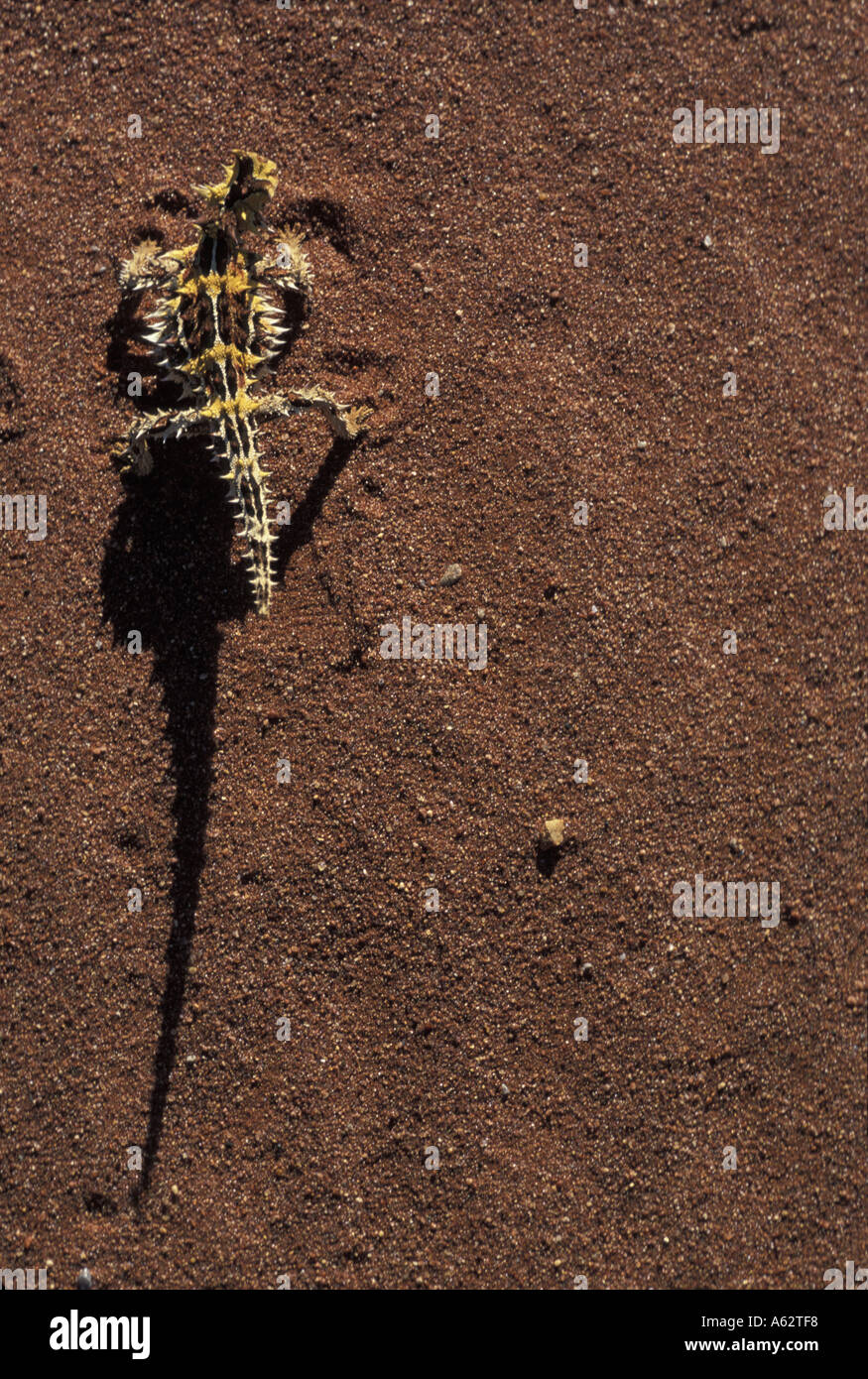 Australia Western Australia Thorny Devil Moloch horidus in red desert ...