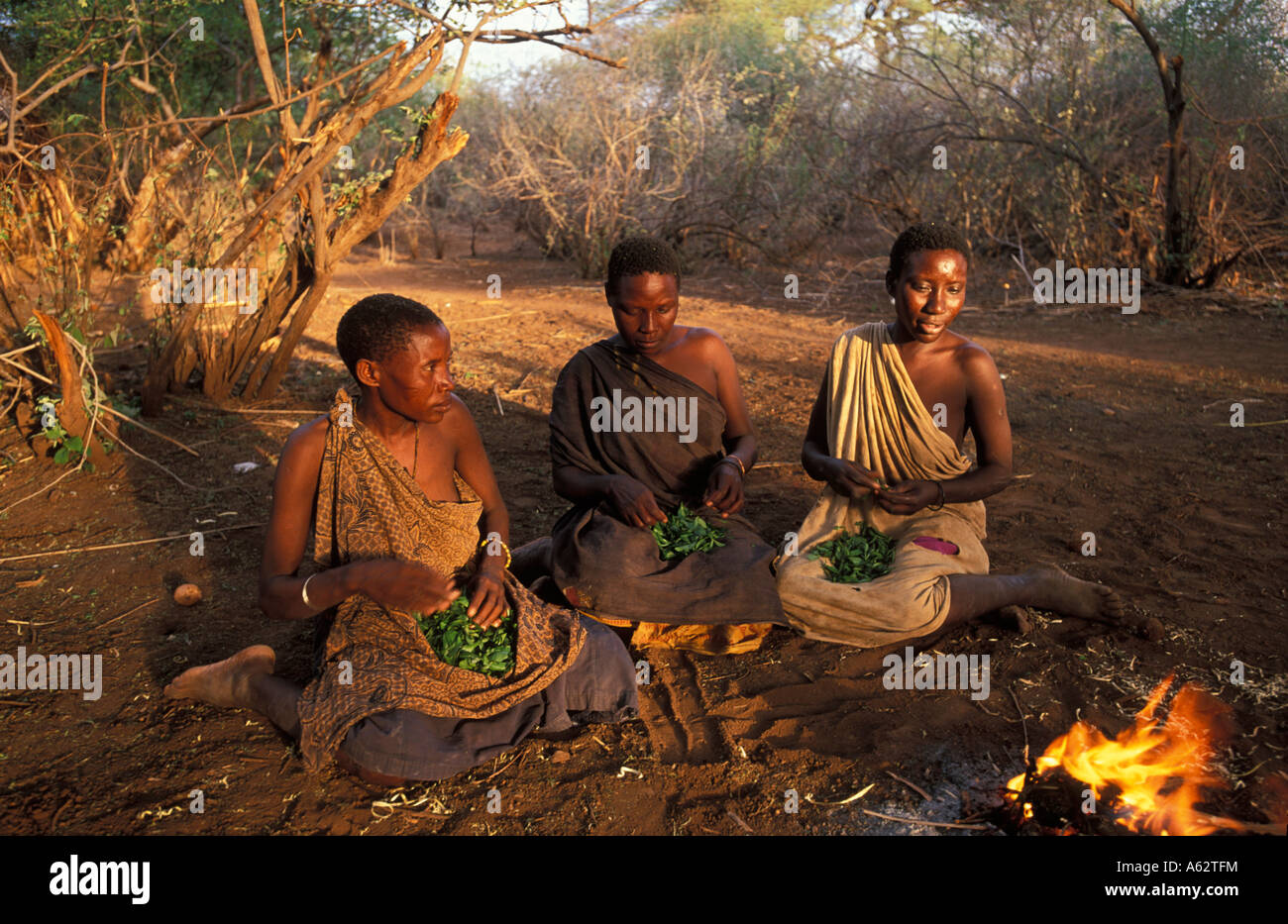 Hadza women preparing gathered leaves for food Lake Eyasi Tanzania ...