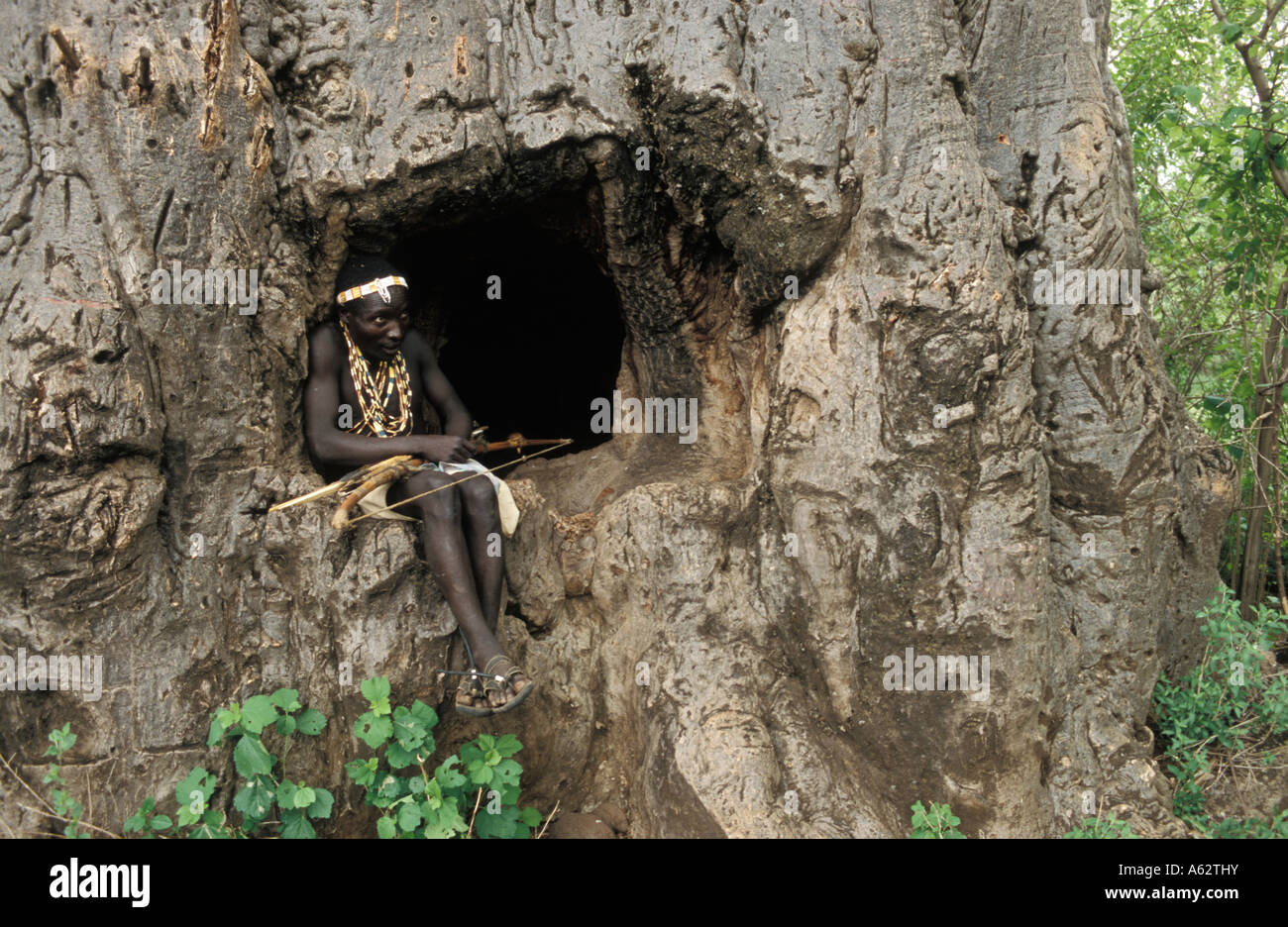 Hollow baobab tree africa hi-res stock photography and images - Alamy