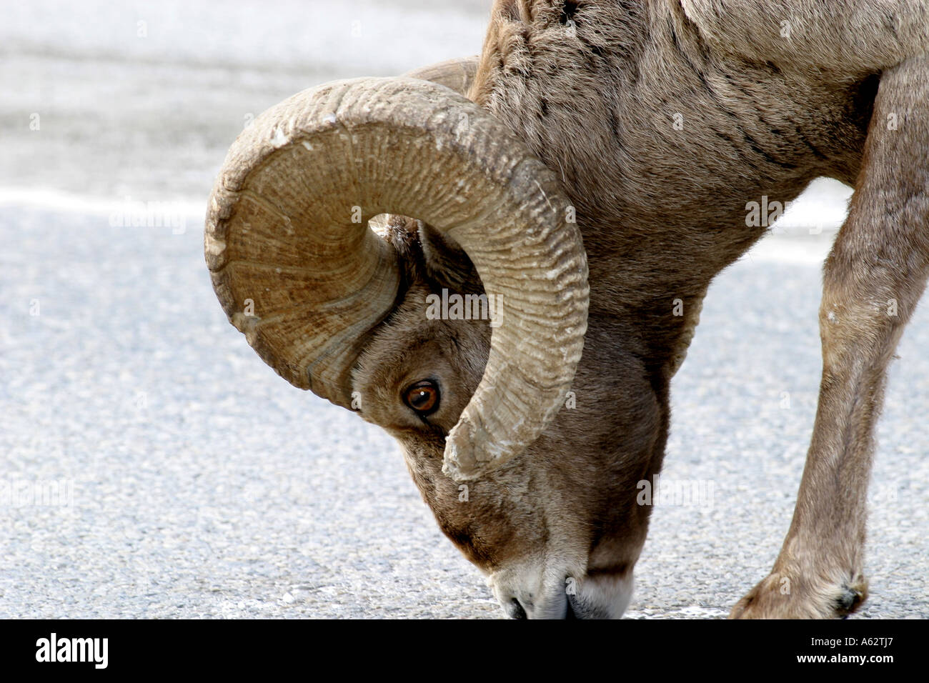 Big horn sheep; ovis canadensis Stock Photo - Alamy