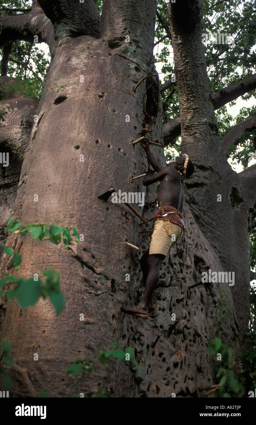 Hadza climbing in a baobab tree to collect honey Lake Eyasi Tanzania ...