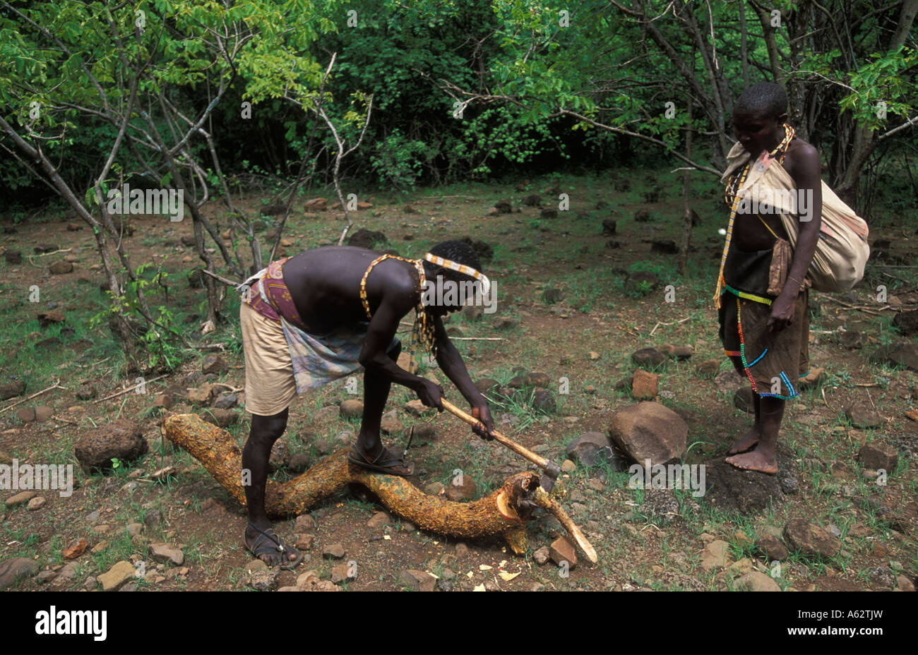 Hadza collecting honey Lake Eyasi Tanzania Small tribe of hunter gatherers Stock Photo - Alamy