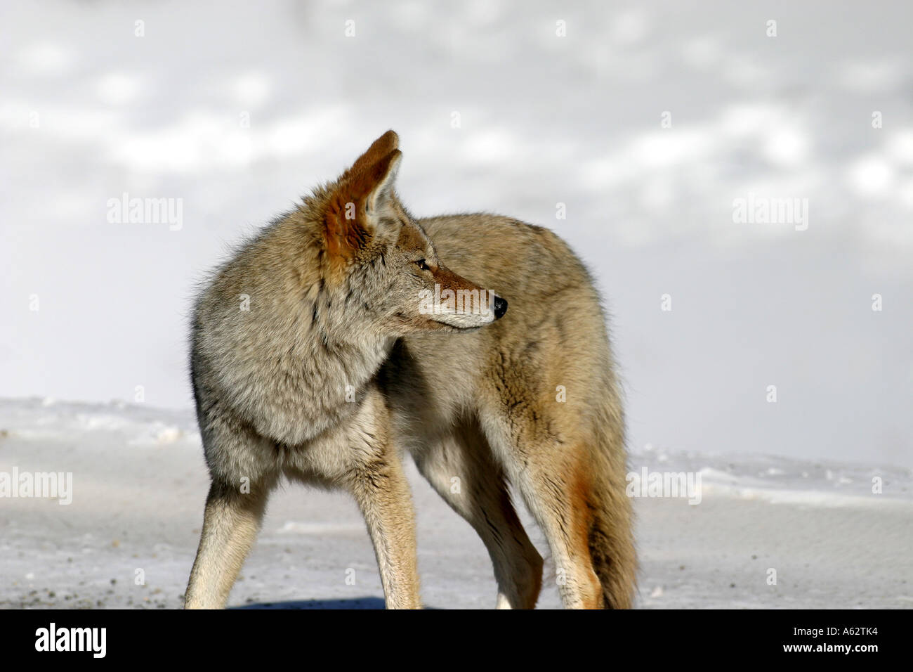 Wildlife of North America, Coyote canis latrans Stock Photo - Alamy