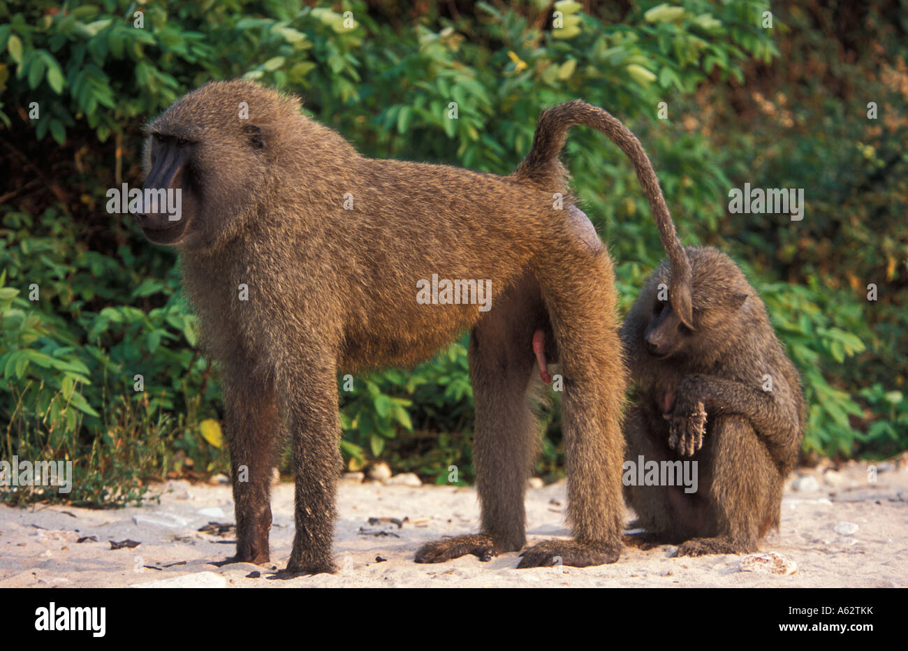 Olive baboons grooming on the shore of Lake Tanganyika Papio ...
