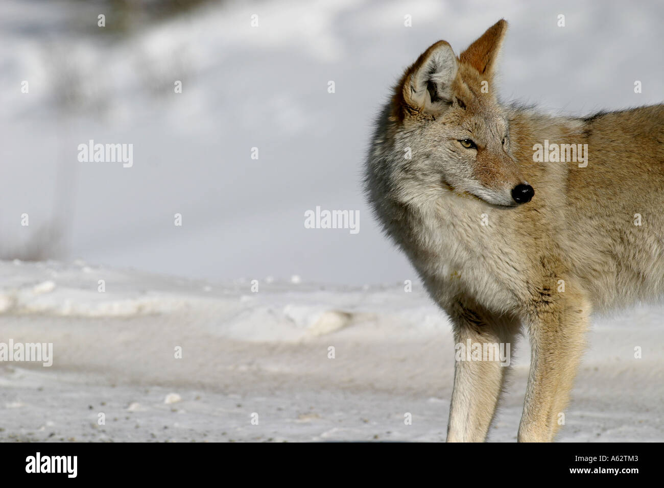 Wildlife of North America, Coyote canis latrans Stock Photo - Alamy