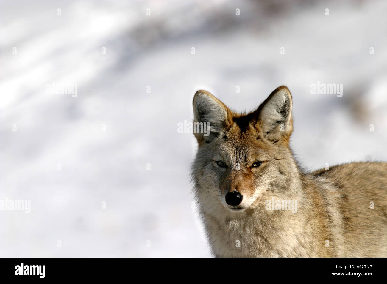 Bushy tail coyote hi-res stock photography and images - Alamy
